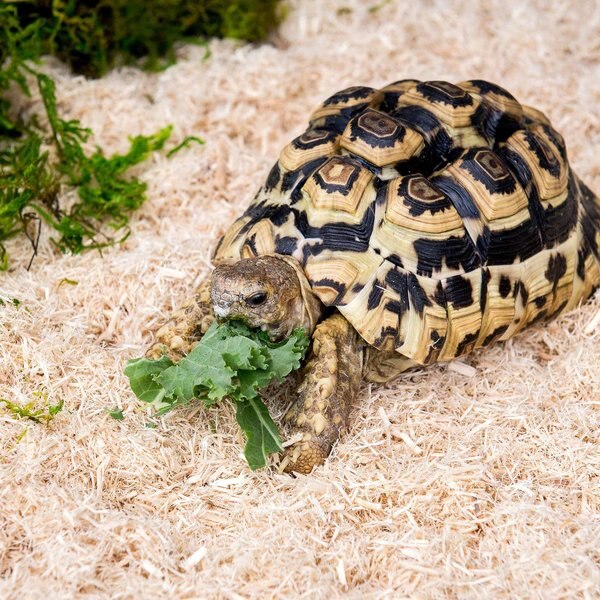 GALAPAGOS Aspen Digs Natural Aspen Reptile Terrarium Bedding, 8-qt bag ...