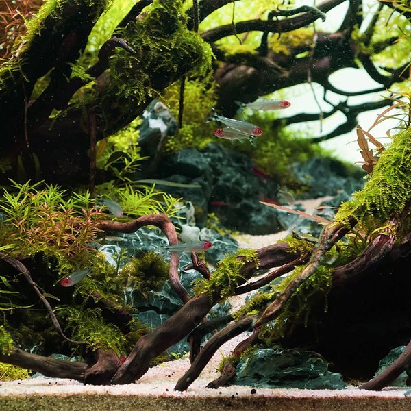 GALAPAGOS Hollow Tree Root Driftwood Terrarium Wood, Natural, 12 to 16 ...