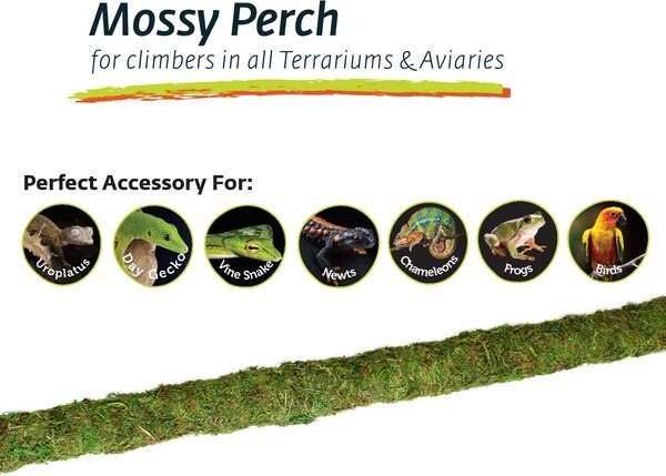 GALAPAGOS Mossy Bird & Reptile Perch, Fresh Green, 24-in - Chewy.com