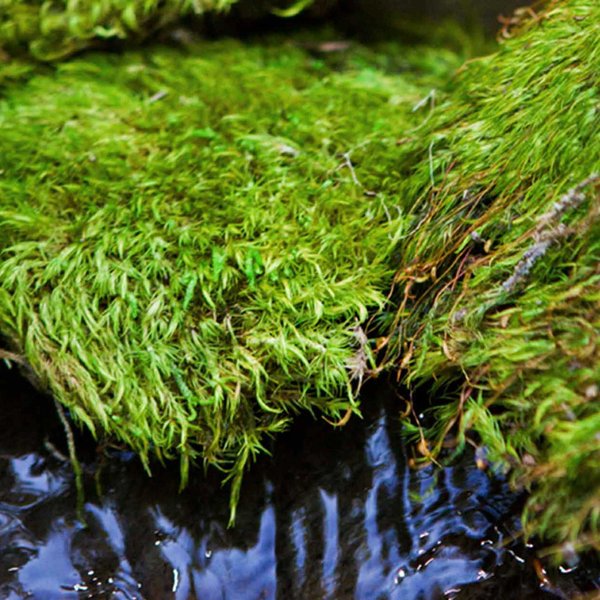 GALAPAGOS Pillow Moss Reptile & Amphibian Terrarium Moss, Fresh Green ...