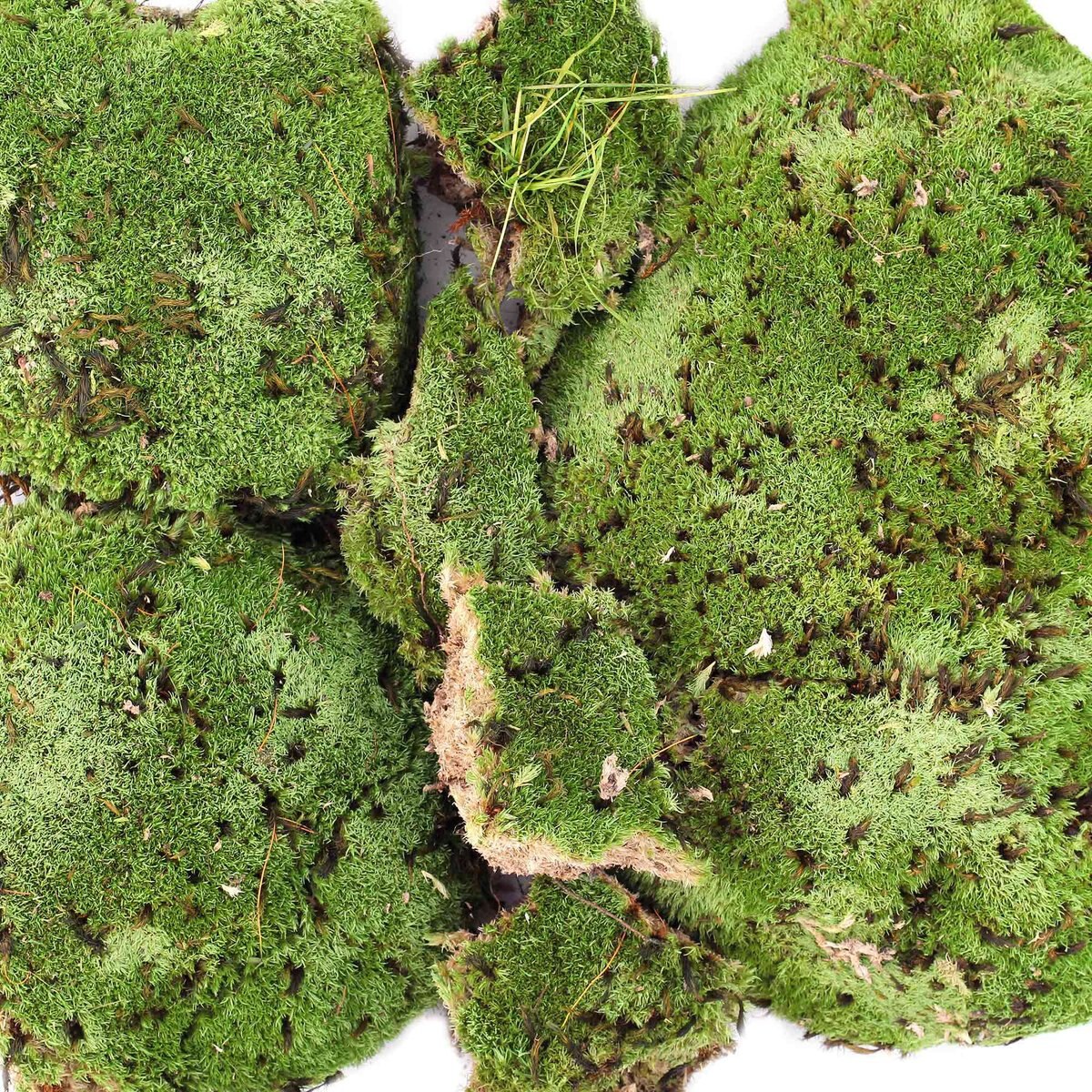 GALAPAGOS Royal Pillow Moss Reptile & Amphibian Terrarium Moss, Fresh ...
