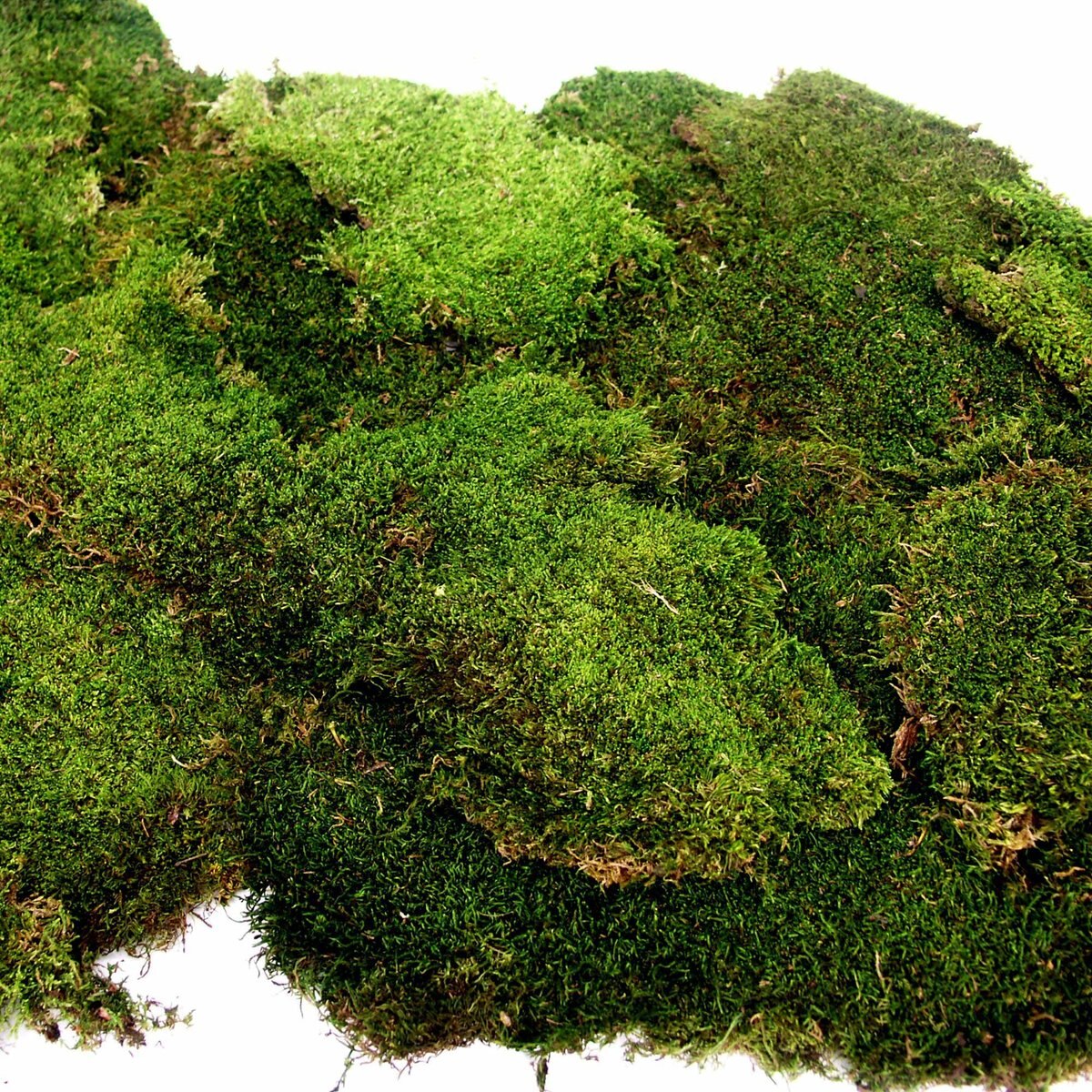 GALAPAGOS Sheet Moss Reptile & Amphibian Terrarium Moss, Fresh Green ...