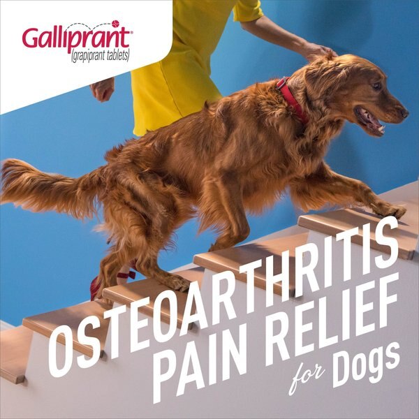 GALLIPRANT (grapiprant) Tablets for Dogs, 100-mg - Easy Refills | Chewy Rx
