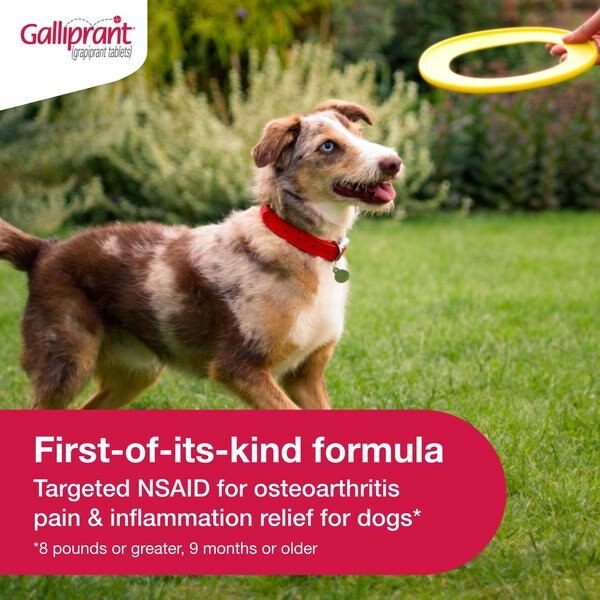 GALLIPRANT (grapiprant) Tablets for Dogs, 100-mg - Easy Refills | Chewy Rx