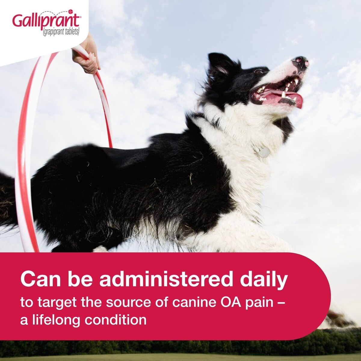 GALLIPRANT (grapiprant) Tablets for Dogs, 100-mg - Easy Refills | Chewy Rx