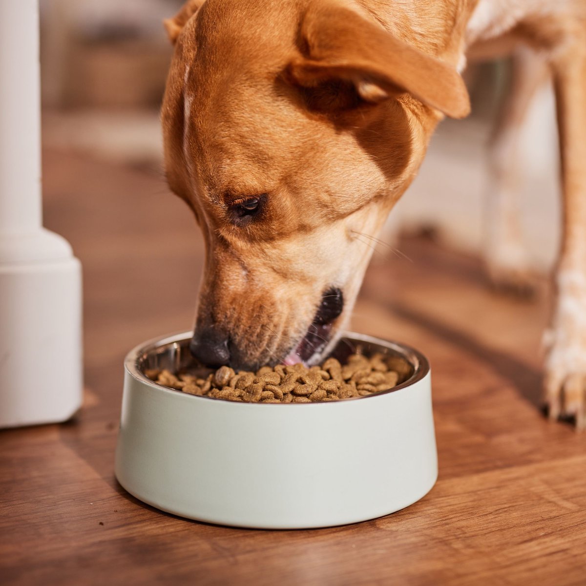 GATHER Endless Valley Vegan Dry Dog Food, 16-lb bag - Chewy.com