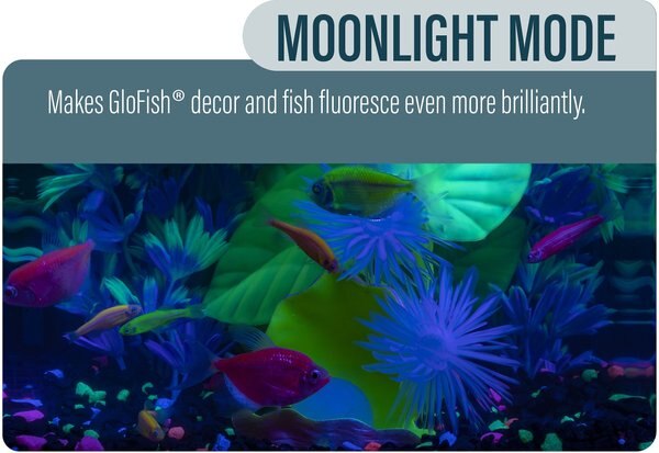 Discontinued - GLOFISH Betta Fish Aquarium Kit, 3-gal - Chewy.com