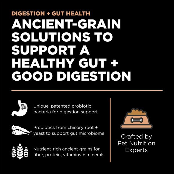 GO! SOLUTIONS Digestion + Gut Health Salmon Recipe with Ancient Grains ...