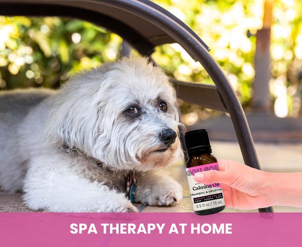 GOU GOU PETS Calming Essential Oil Blend for Anxiety Dog & Cat Spray ...