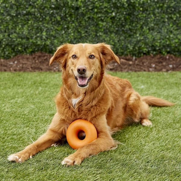 GOUGHNUTS Ring Dog Toy, Orange, Original - Chewy.com