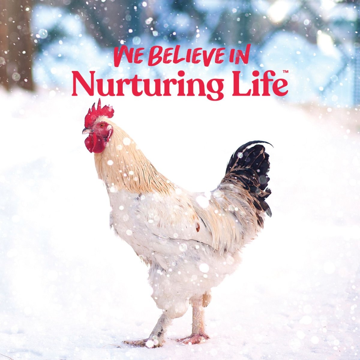 HARRIS FARMS Heated Drinker Waterer Base - Chewy.com