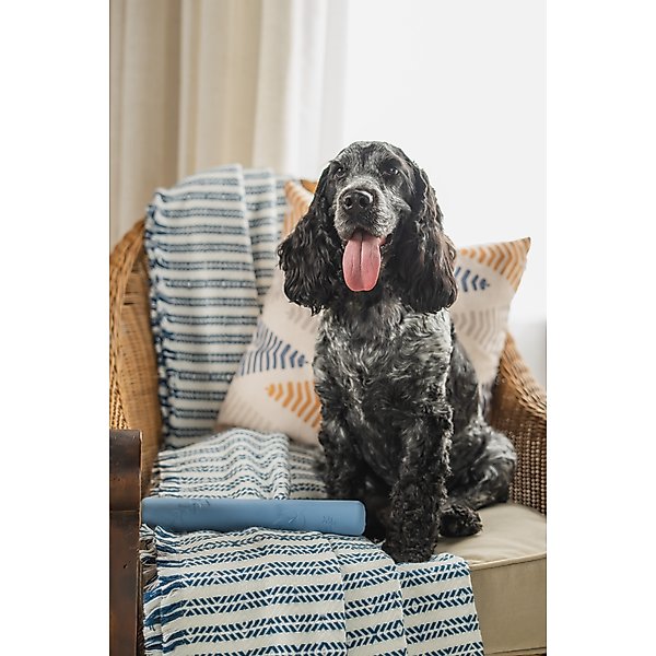 HARRY BARKER Rubber Bone Dog Chew Toy, Blue, Small - Chewy.com