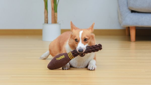 HARRY POTTER Nimbus 2000 Squeaky Plush Dog Toy, 14-in - Chewy.com