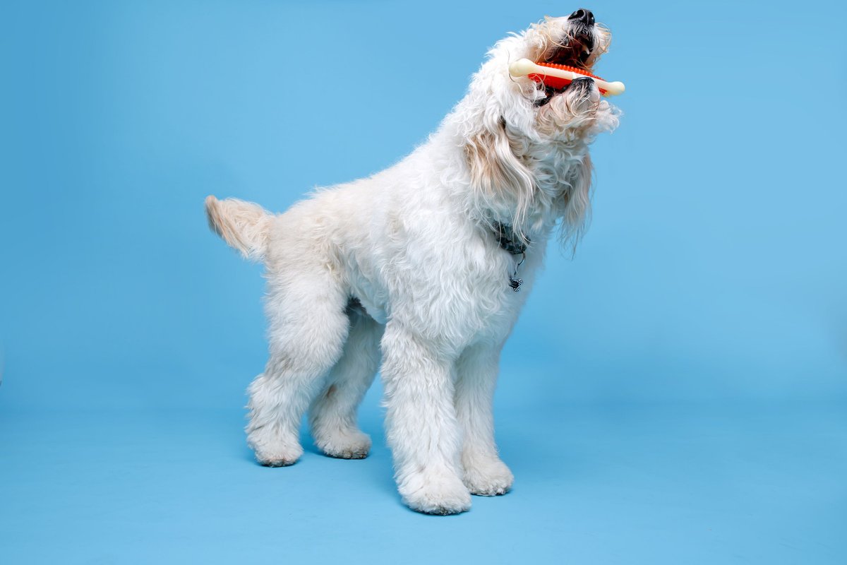 HARTZ Chew 'n Clean Tuff Bone Tough Dog Chew Toy Toy, Color Varies, X ...