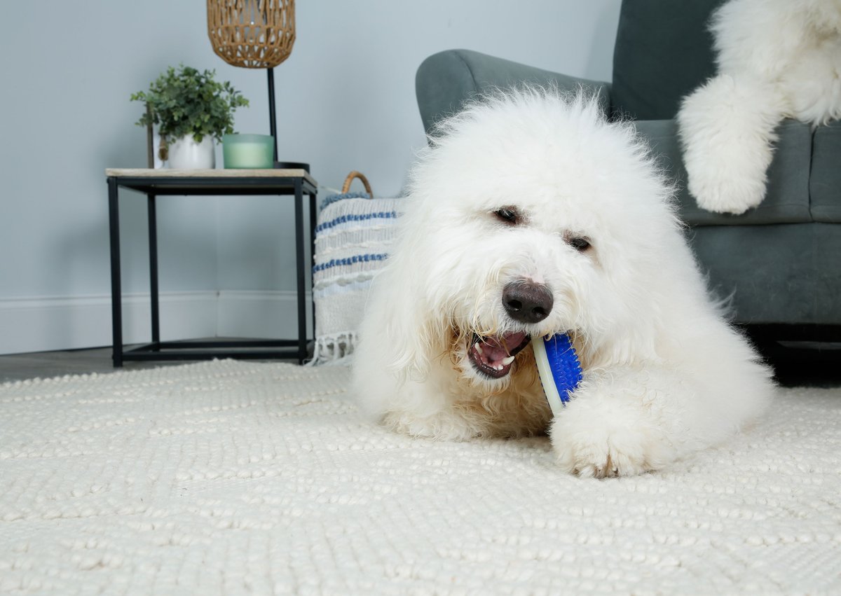 HARTZ Chew 'n Clean Tuff Bone Tough Dog Chew Toy Toy, Color Varies, X ...