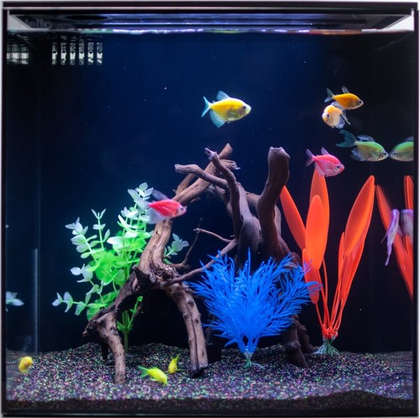 HELLOREEF Glofish Aquarium Kit, 15-gal - Chewy.com