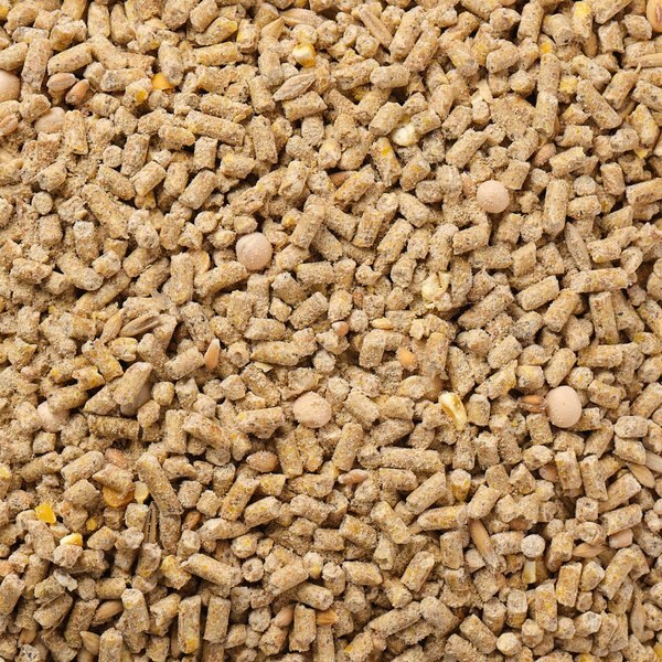 HEN UP All Flock Blend Organic Non-GMO 20% Protein Chicken Feed, 10-lb ...