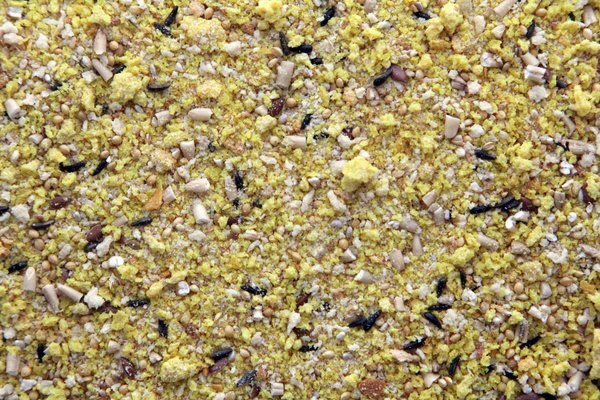 HIGGINS Protein Egg Bird Food, 5-oz bag - Chewy.com