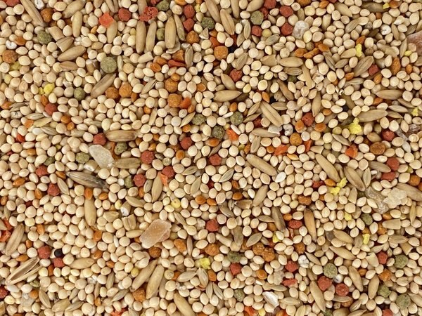 HIGGINS Vita Seed Parakeet Bird Food, 25-lb bag - Chewy.com