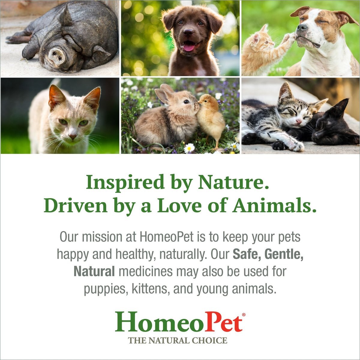 HOMEOPET Liver Rescue Homeopathic Medicine for Liver Disease for Birds ...