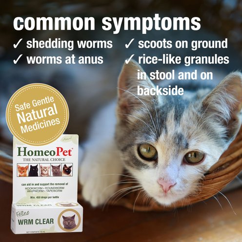 NON-PRESCRIPTION CAT DEWORMERS (Free Shipping) | Chewy