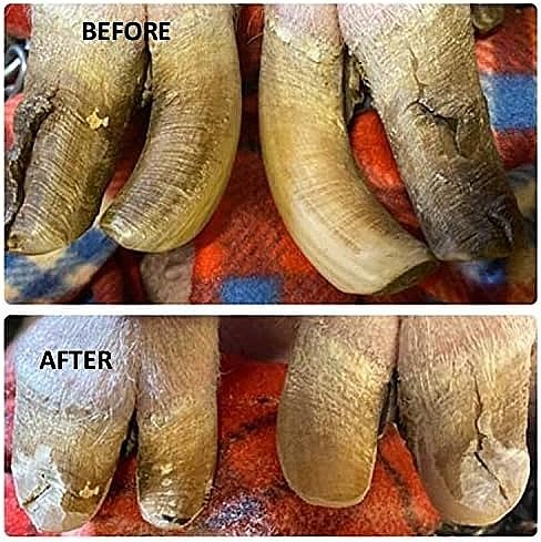 HOOF BOSS Complete Pig Hoof Care Mobile Trimming Set - Chewy.com