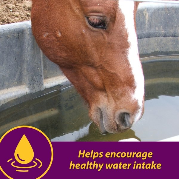 HORSE HEALTH PRODUCTS Apple-Dex Electrolyte Apple Flavor Powder Horse ...