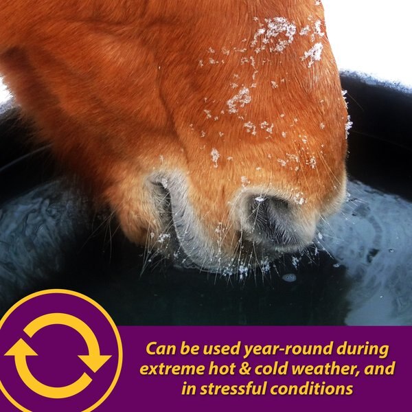 HORSE HEALTH PRODUCTS Apple-Dex Electrolyte Apple Flavor Powder Horse ...