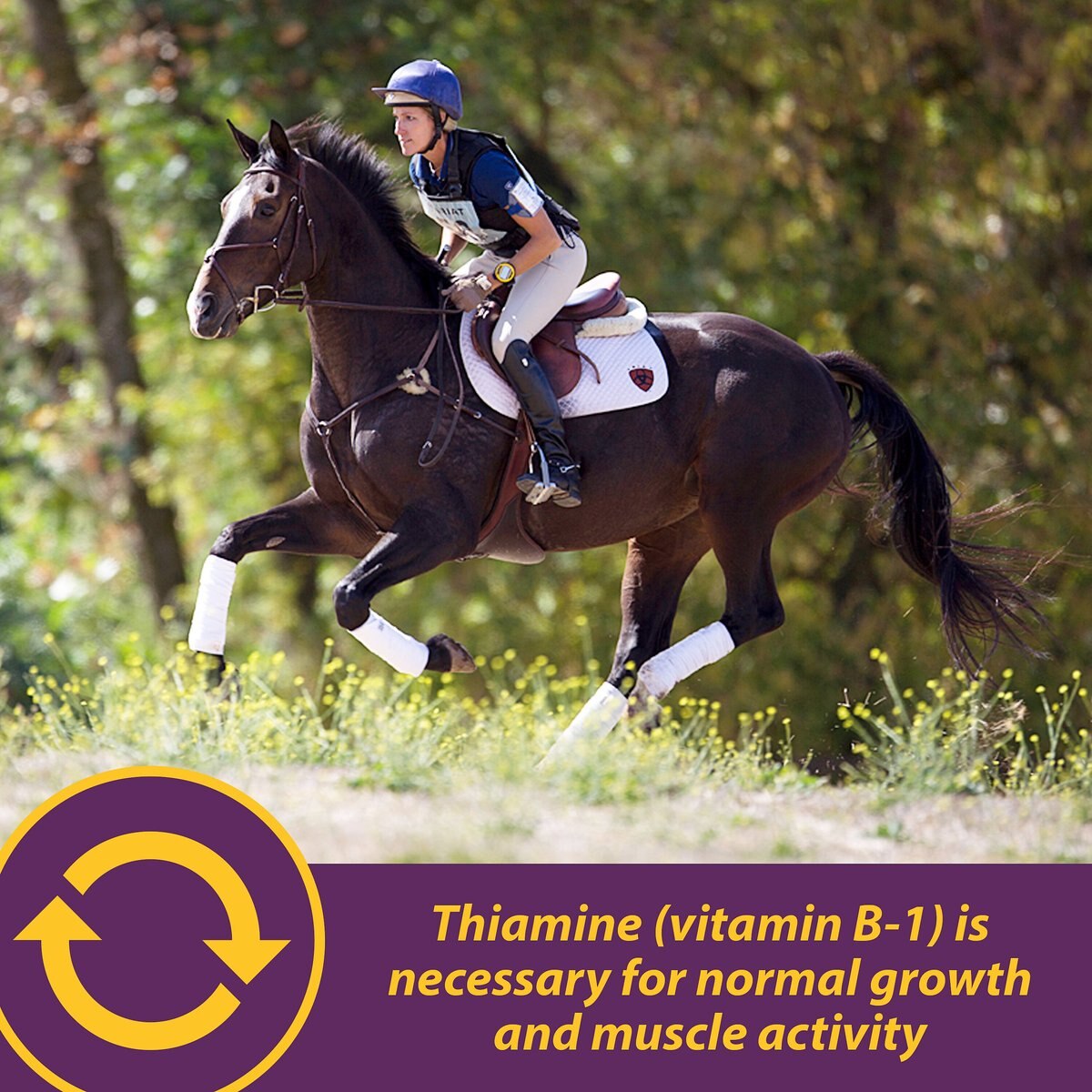 HORSE HEALTH PRODUCTS Vita B-1 Crumbles for Optimal Muscle & Metabolism ...