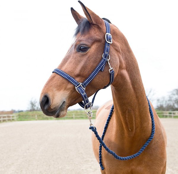HORZE Cooper Halter Horse Lead Ropes, Peacoat Dark Blue, Pony - Chewy.com