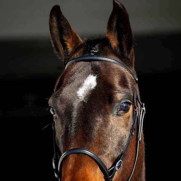 HORZE Leather Bitless Horse Bridle, Black, Horse - Chewy.com