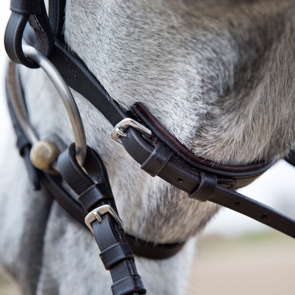 HORZE Weston Flash Horse Bridle with Reins, Brown, Warmblood - Chewy.com