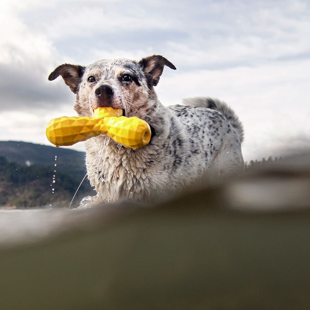 HOUND2O Squeaky Boomerang Dog Toy, Yellow - Chewy.com