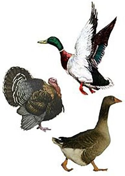 HUDSON FEEDS 23% Protein Multi Flock Grower Poultry Feed, 50-lb bag ...