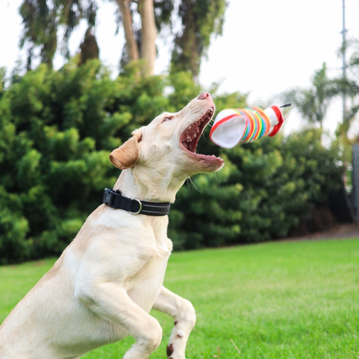 HUXLEY & KENT Dog Power Plush Farties Dog Toy, Multicolor, Large - Chewy.com