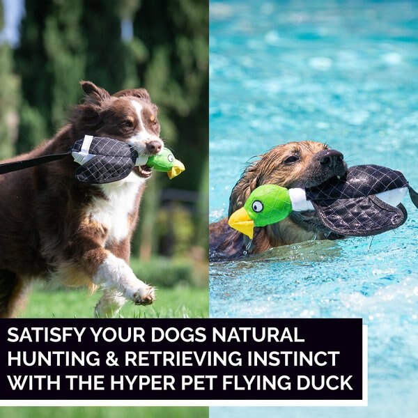 HYPER PET Flying Series Dog Toy, Flying Green Duck - Chewy.com