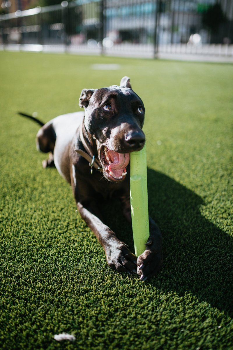 HYPER PET Hyper Chewz Dog Chew Toy, Stick - Chewy.com