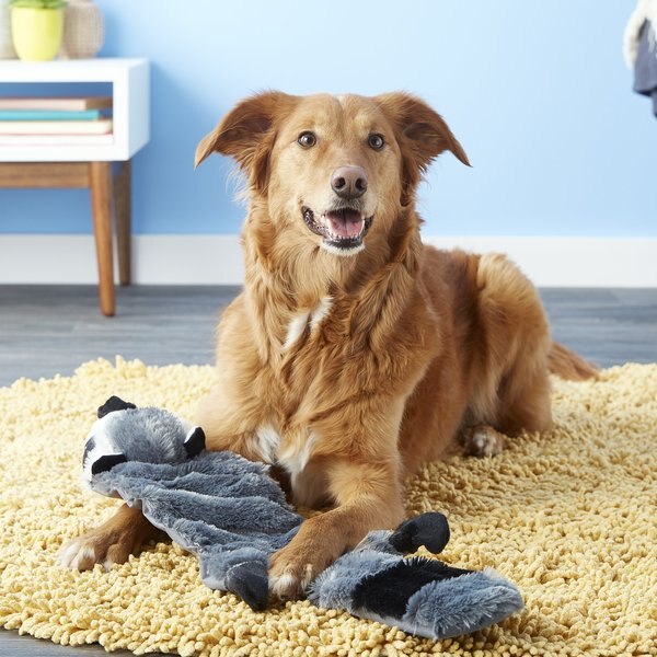 HYPER PET Super Squeaker Raccoon Critter Skinz Dog Toy, X-Large - Chewy.com