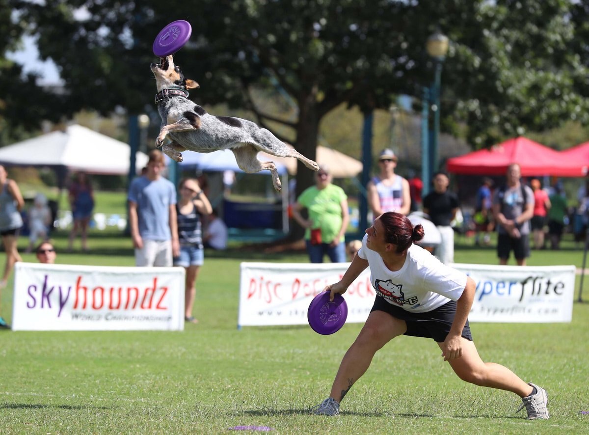 HYPERFLITE K-10 HyperFlex Disc Dog Toy, Purple - Chewy.com