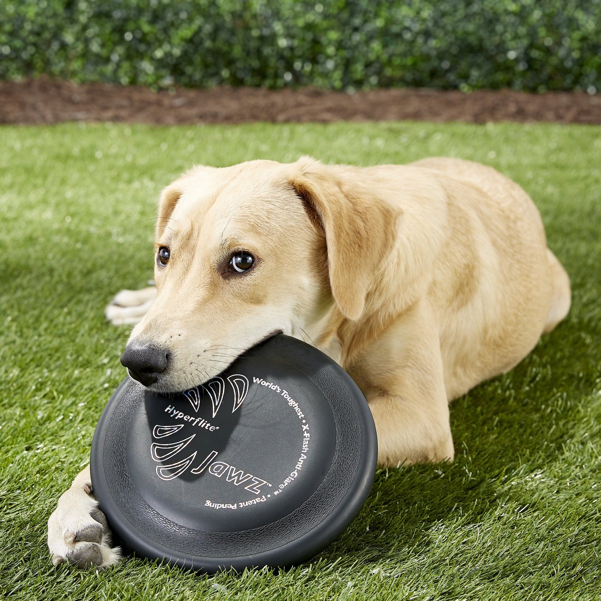 HYPERFLITE K-10 Jawz Disc Dog Toy, Black - Chewy.com