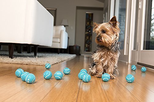 IFETCH Tennis Balls, Mini, 5 Pack - Chewy.com
