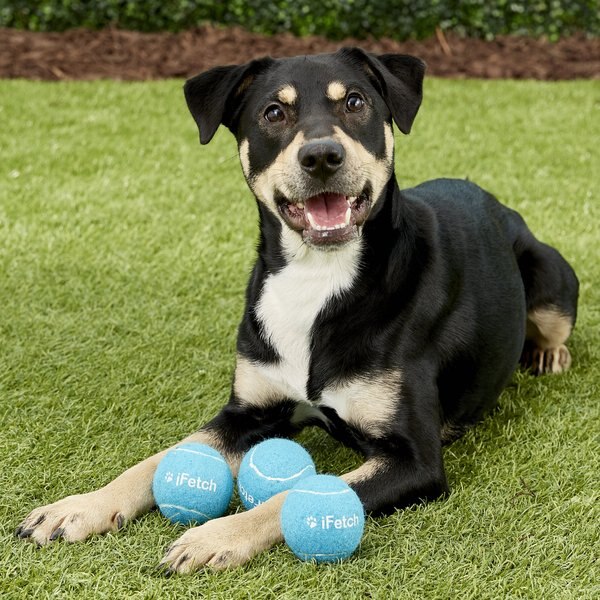 IFETCH Tennis Balls, Standard, 3 Pack - Chewy.com