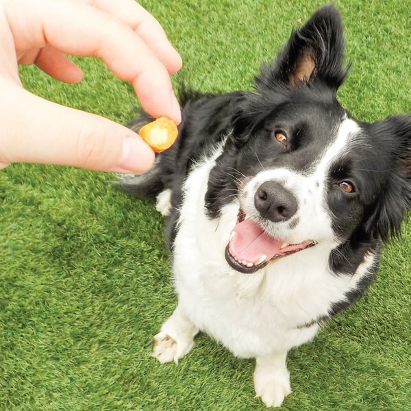 INABA Churu Fun Bites Chicken with Pumpkin Grain-Free Soft & Chewy Dog ...