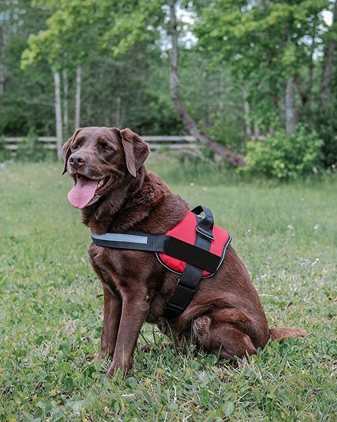 INDUSTRIAL PUPPY Reflective Hook & Loop Strap Dog Harness, Red, X-Large ...