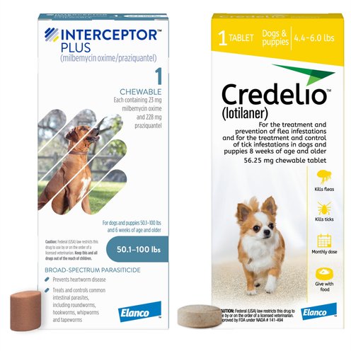 Interceptor Plus - Free shipping | Chewy