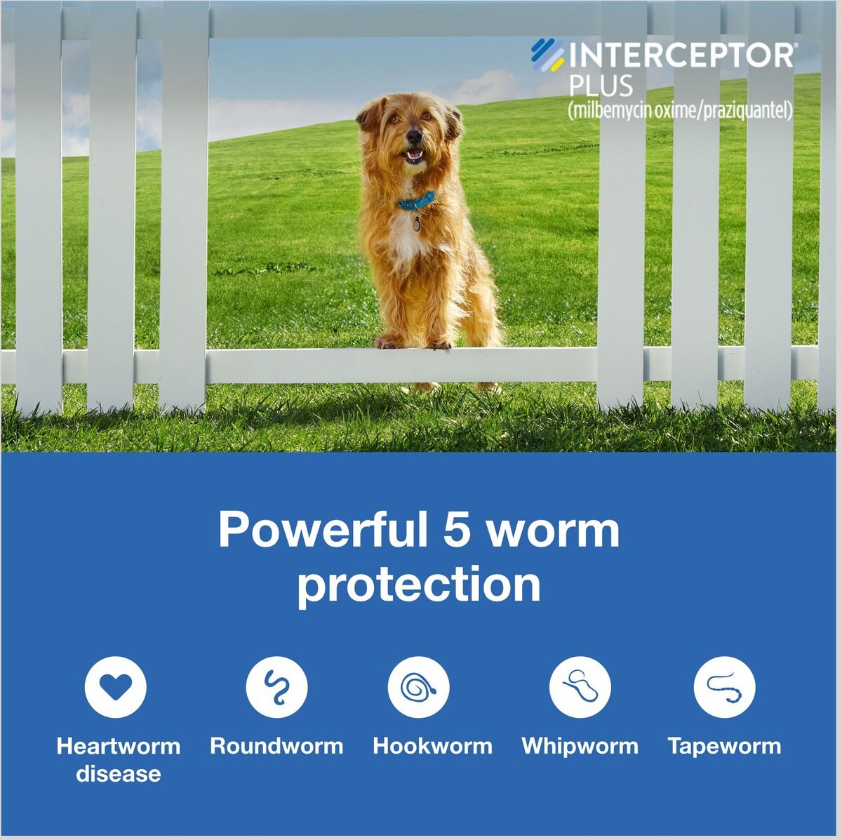 INTERCEPTOR PLUS Chew for Dogs, 8.1-25 lbs, (Green Box) - Easy Refills ...