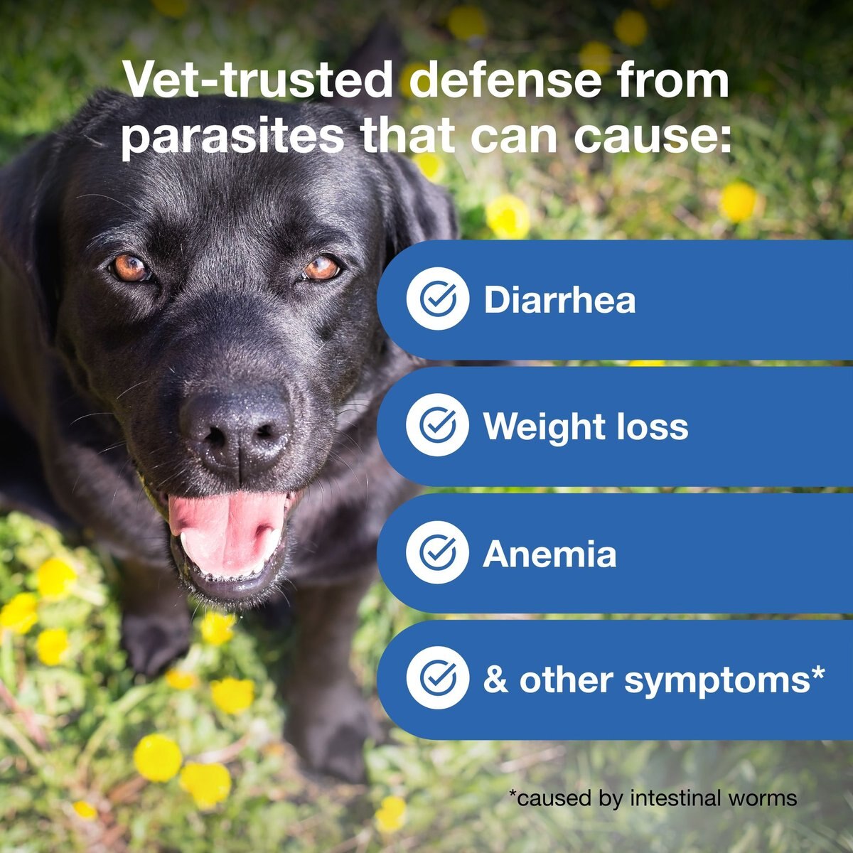 INTERCEPTOR PLUS Chew for Dogs, 8.1-25 lbs, (Green Box) - Easy Refills ...