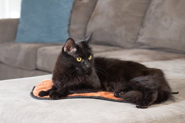 JACKSON GALAXY Basic Cat Mat Bed, Rust - Chewy.com