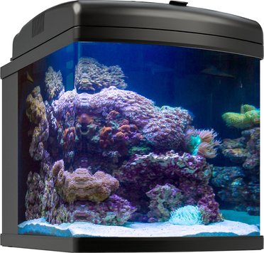 Saltwater Aquariums & Fish Tanks | Chewy