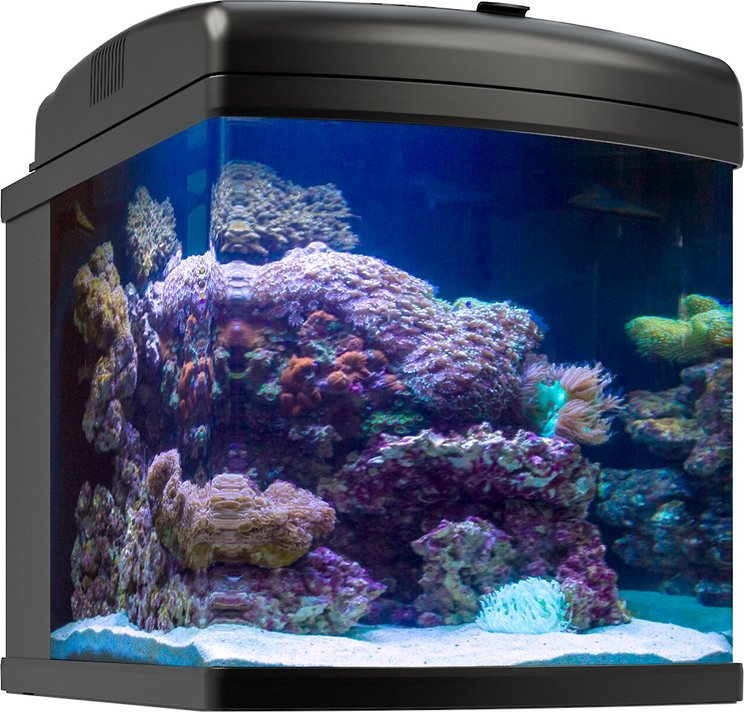 Saltwater Aquariums & Fish Tanks | Chewy